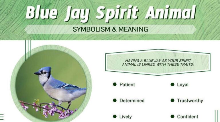 Seeing a Blue Jay Meaning and Symbol. (Real-Life Examples)