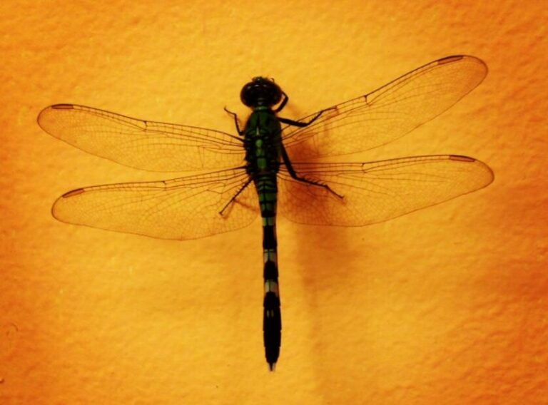dragonfly meaning, Facts, Species and Pictures. (Real-Life Examples)